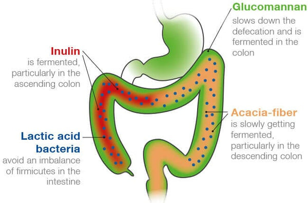 Dr Wolz Probiocolon® 315g - Down to Earth Healthfood Store